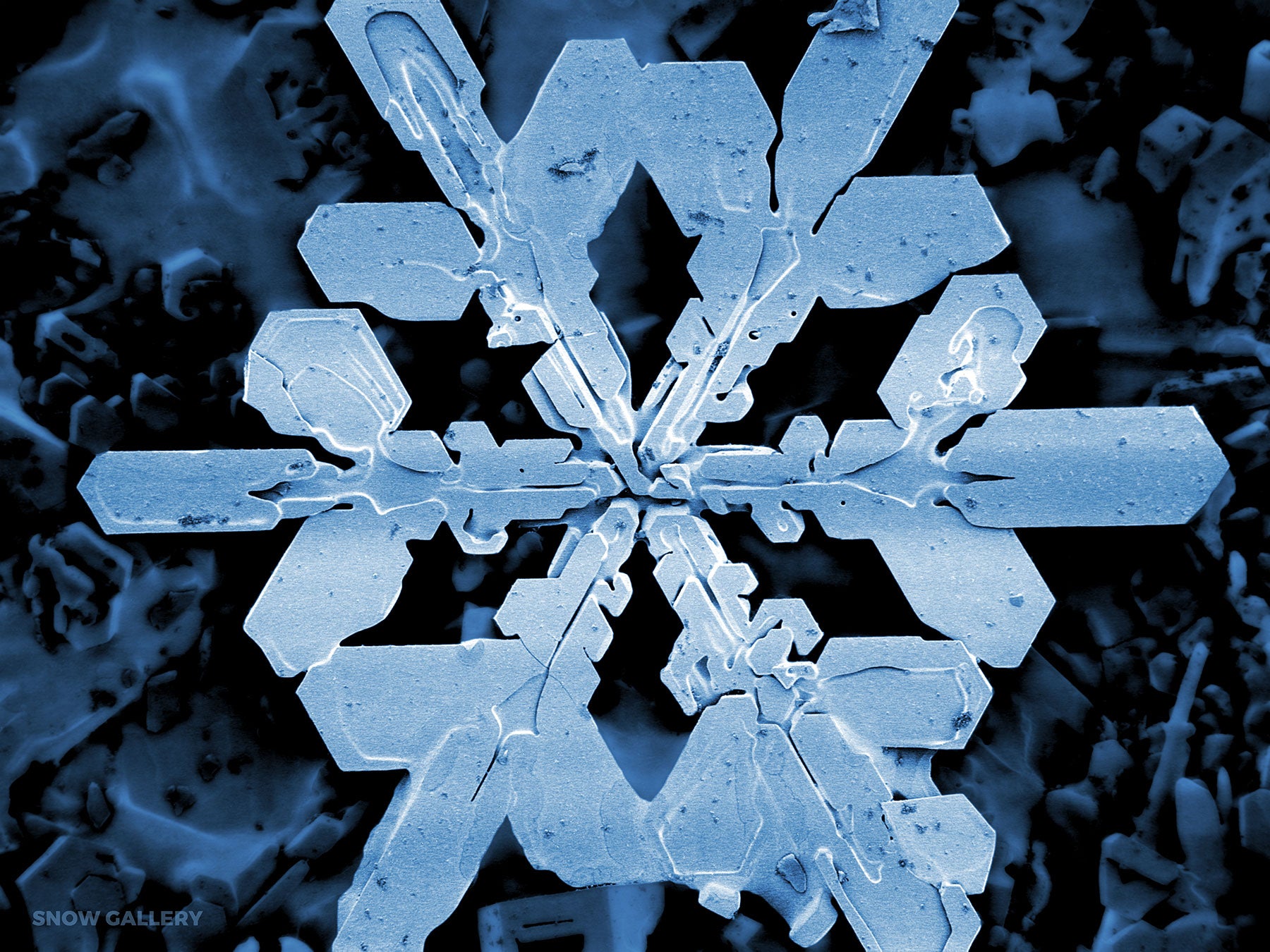 Stellar Dendrite - High Quality Snowflake Print by Snow Gallery